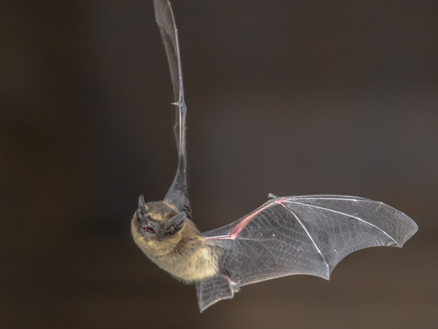 Bat & Bird Control | Fiskdale, Wilbraham & Sturbridge, MA | MC Pest Control